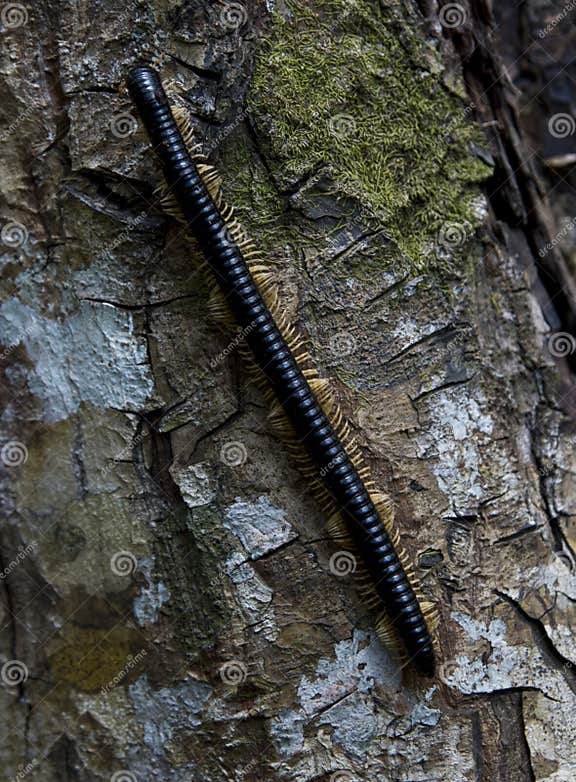 Reuze duizendpoot stock afbeelding. Image of reus, boom - 26459785