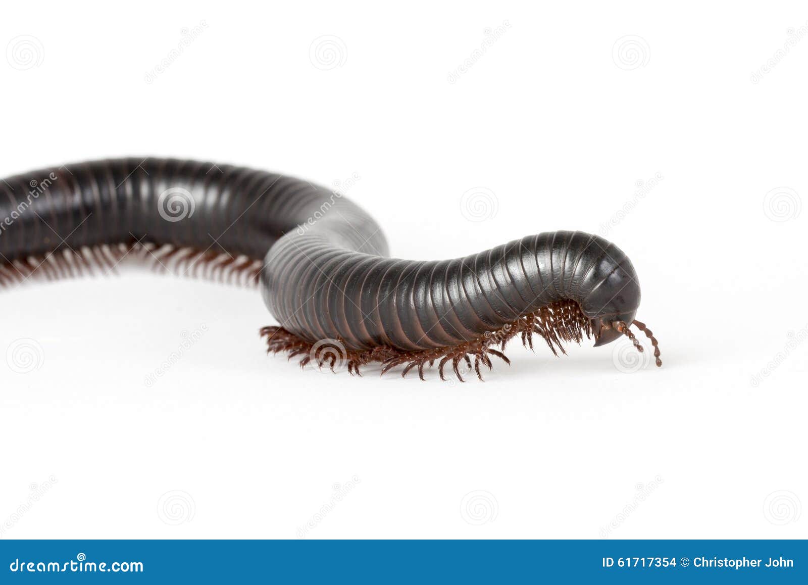 Reuze duizendpoot stock foto. Image of duidelijk, geleedpotige - 61717354