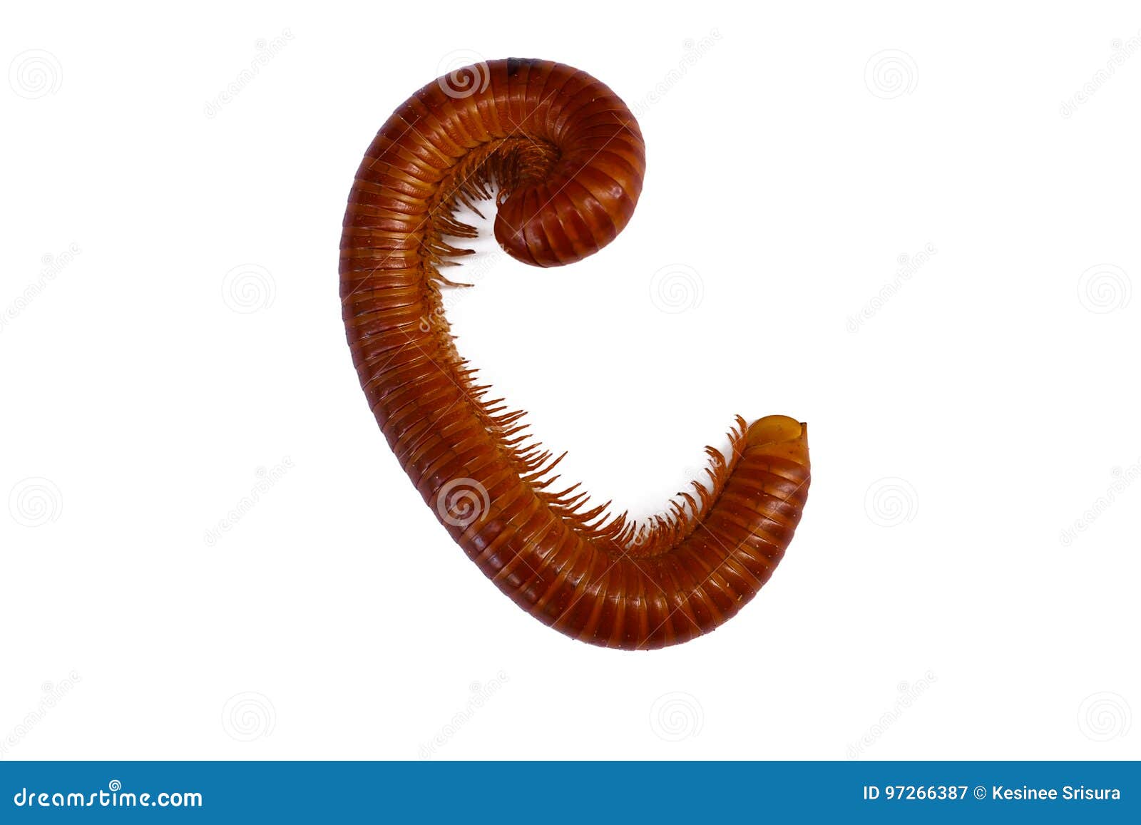 Reuze duizendpoot stock afbeelding. Image of insect, reus - 97266387