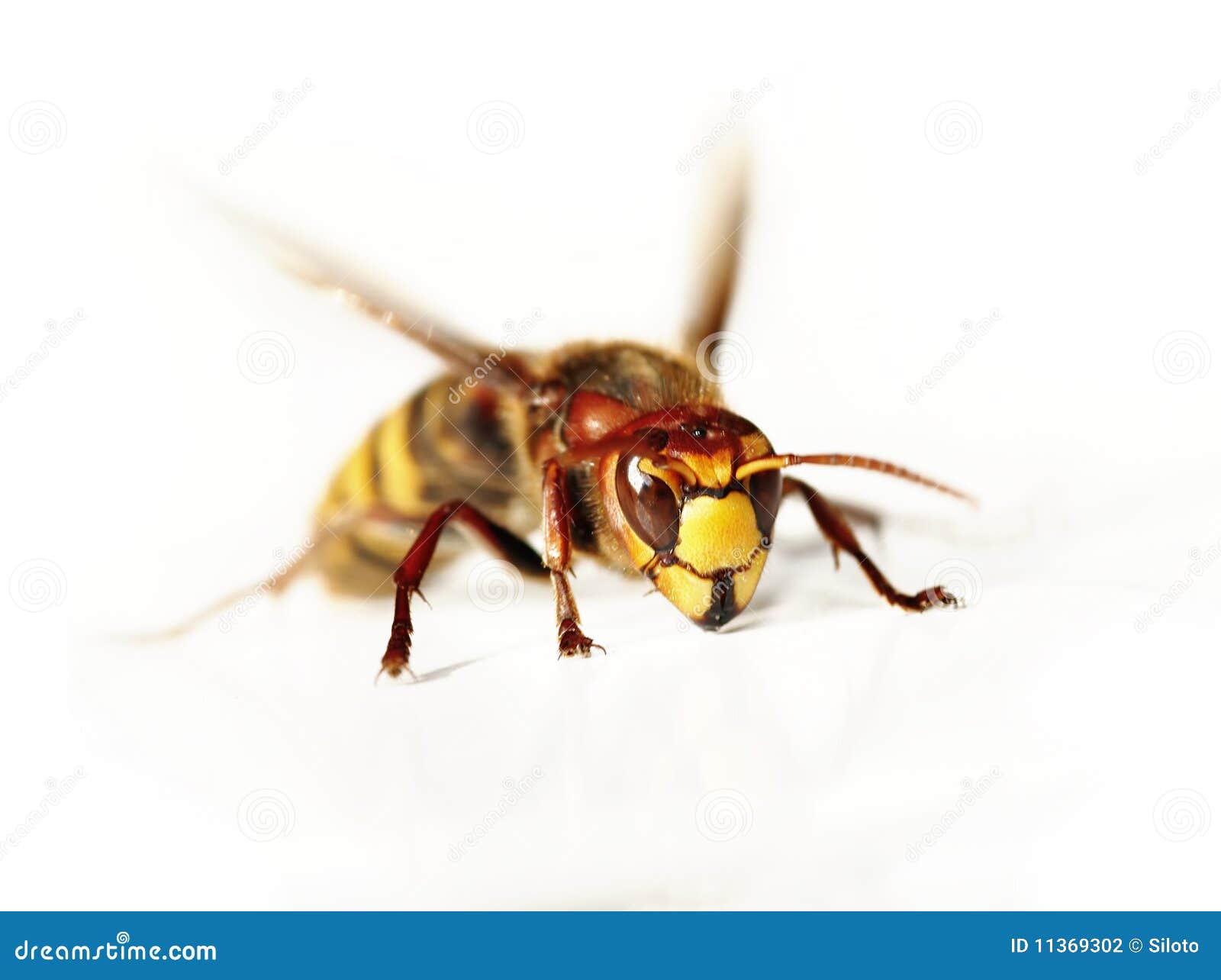 Reuze horzel stock foto. Image of ogen, groot, macro - 11369302