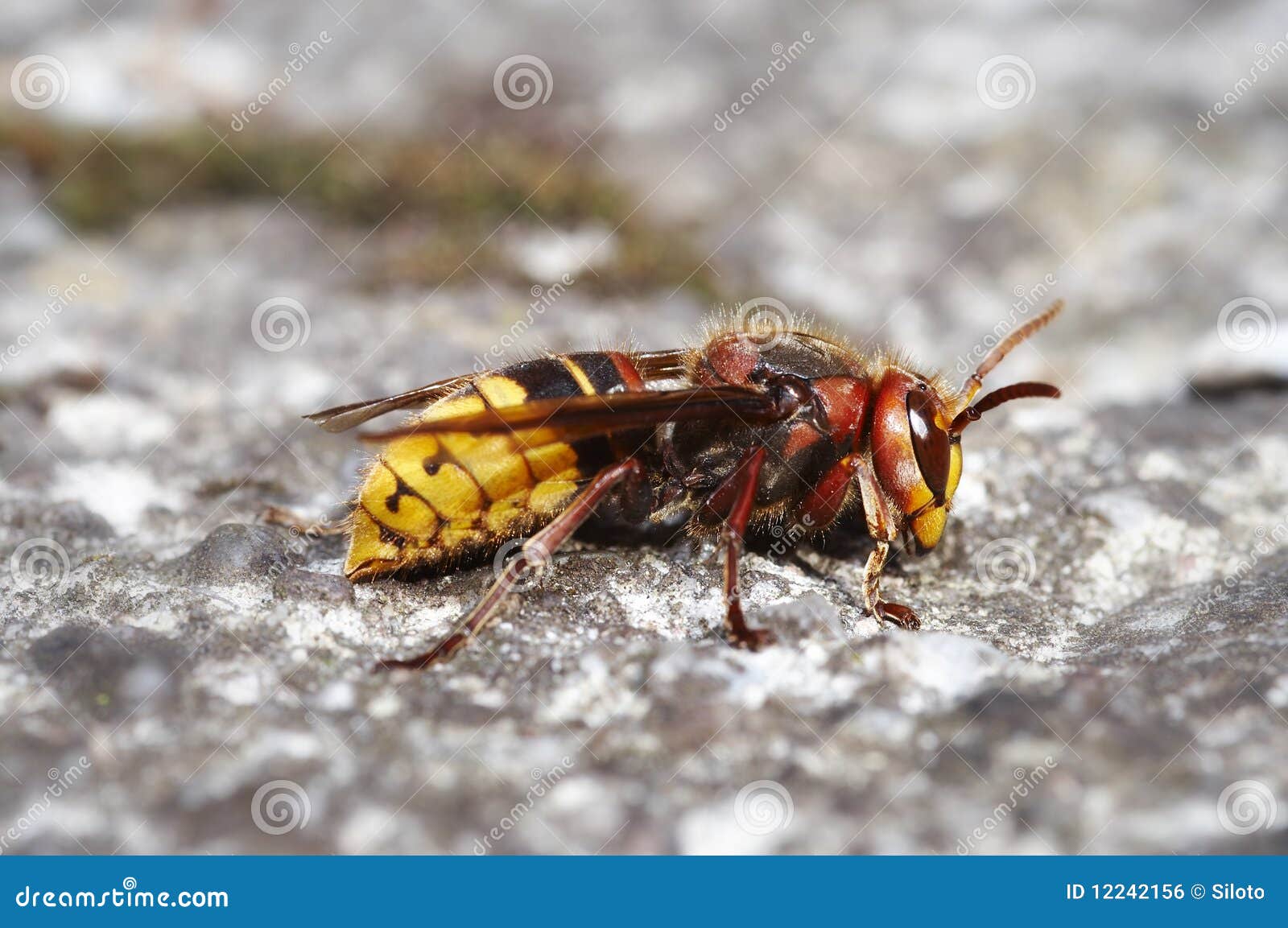 Reuze horzel stock foto. Image of geel, insect, jasje - 12242156