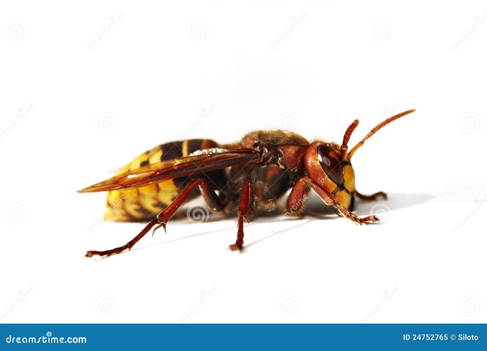 Reuze horzel stock afbeelding. Image of groot, reus, hoer - 24752765