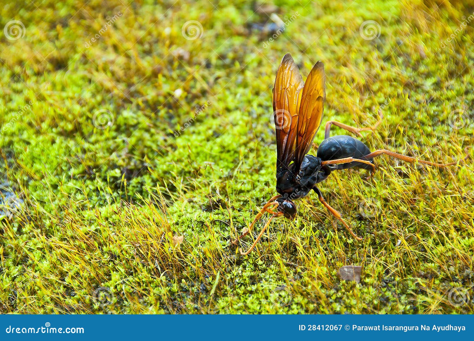 Reuze horzel. stock afbeelding. Image of sinaasappel - 28412067