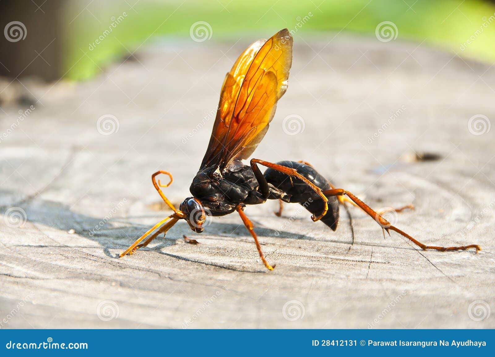 Reuze horzel. stock afbeelding. Image of roofdier, macro - 28412131