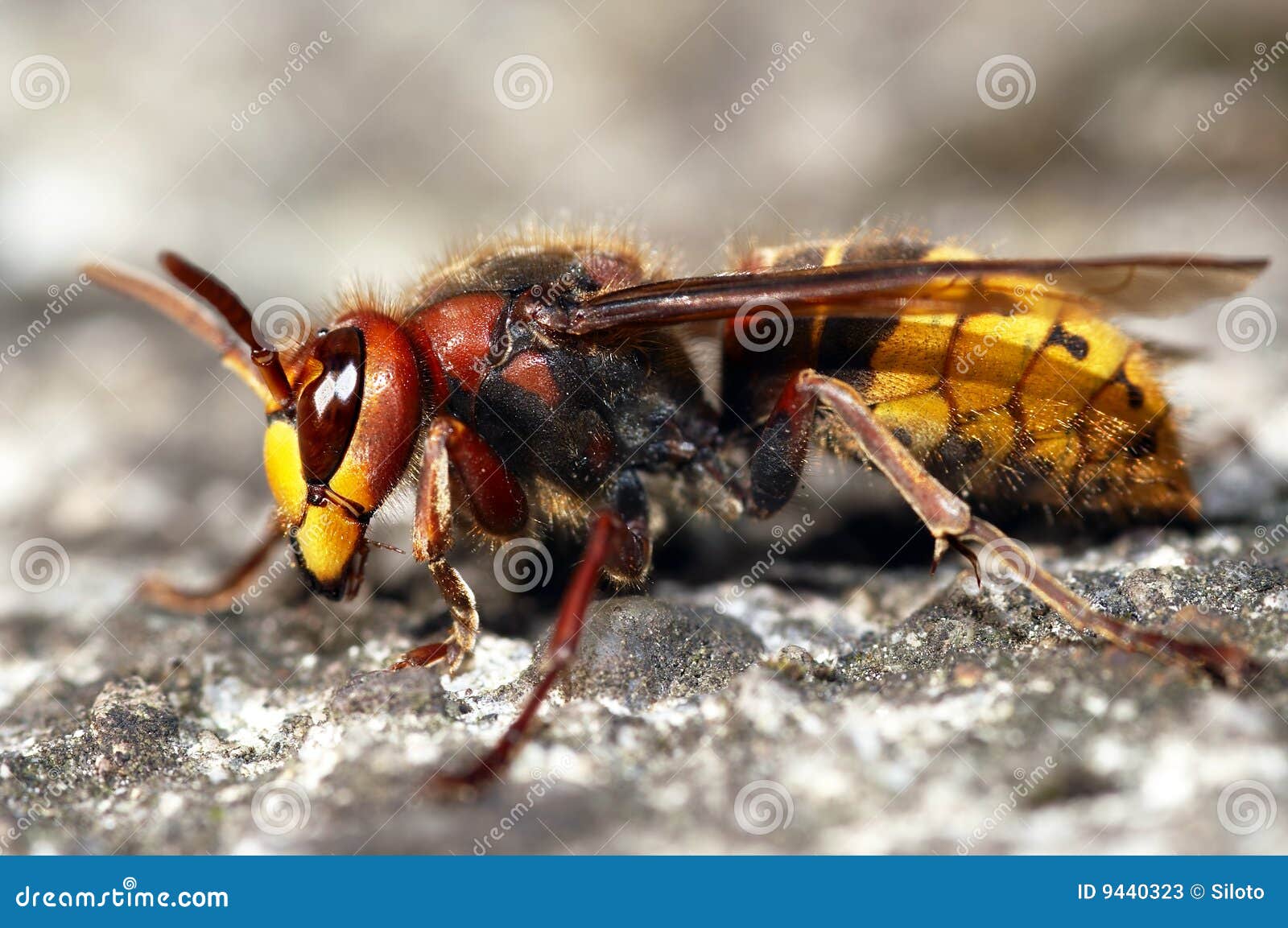 Reuze horzel stock afbeelding. Image of reus, jasje, hoer - 9440323