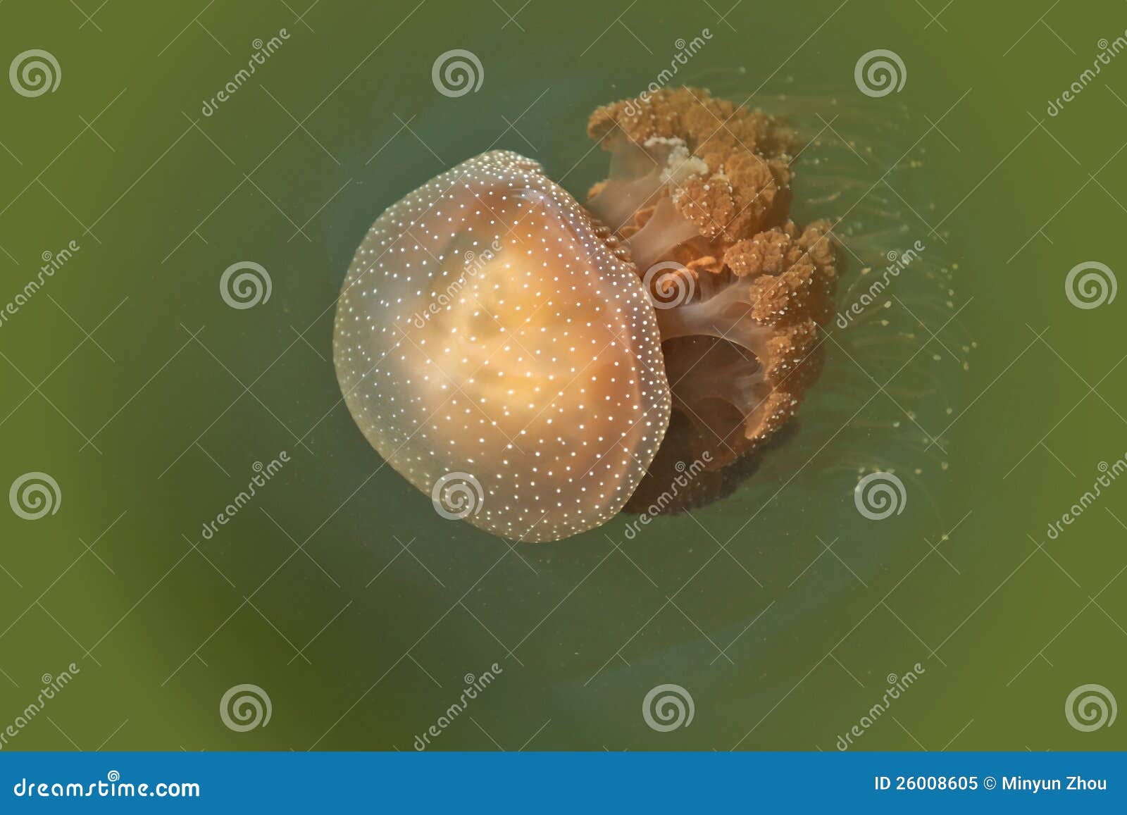 Reuze Kwallen stock afbeelding. Image of geel, dieren - 26008605