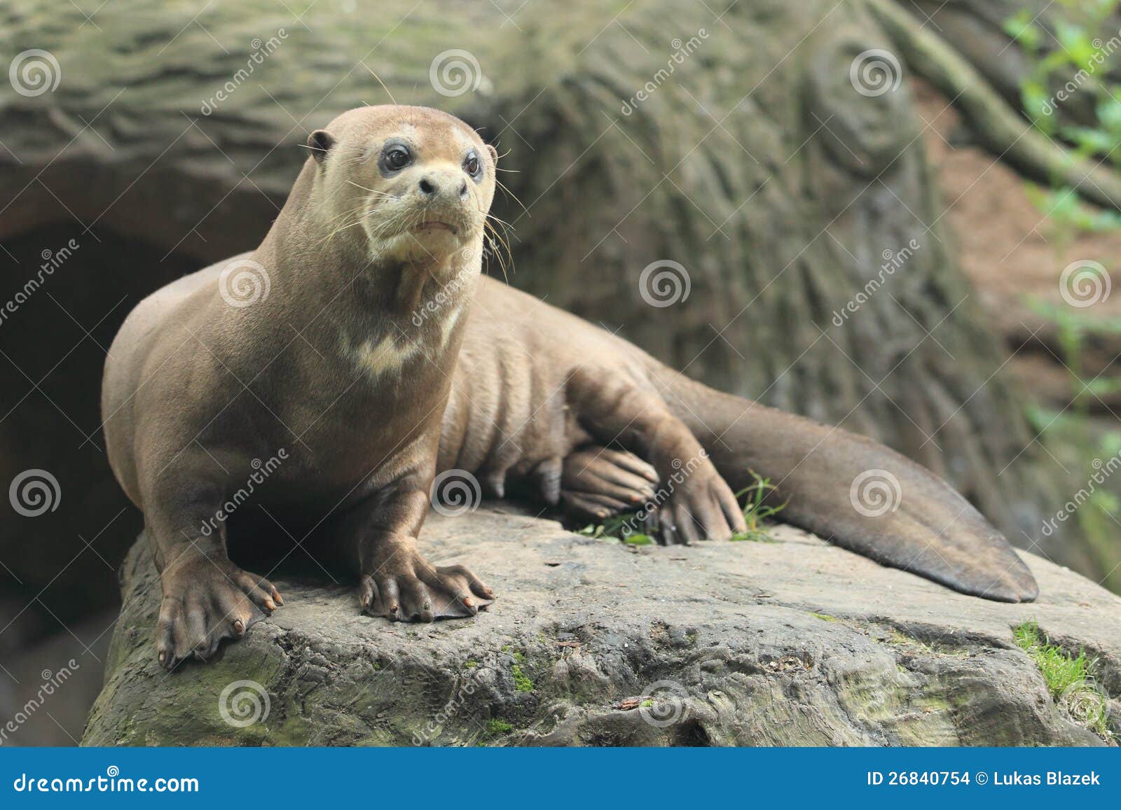 Grootte Van Een Reuzenotter