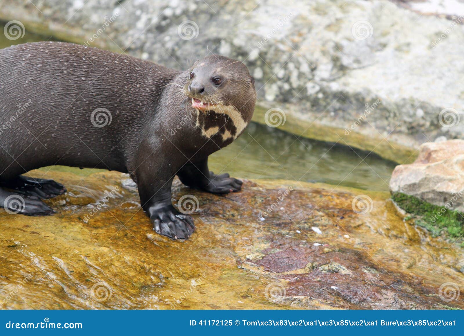 Reuze Otter stock afbeelding. Image of ecologie, carnivoor - 41172125