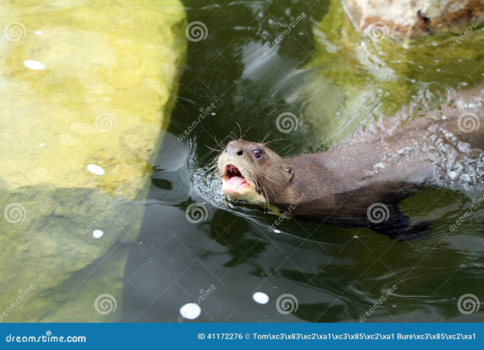 Reuze Otter stock foto. Image of duik, vissen, paar, otter - 41172276
