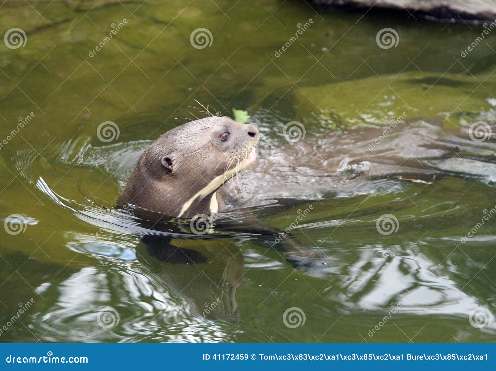 Reuze Otter stock afbeelding. Image of leuk, nave, spel - 41172459