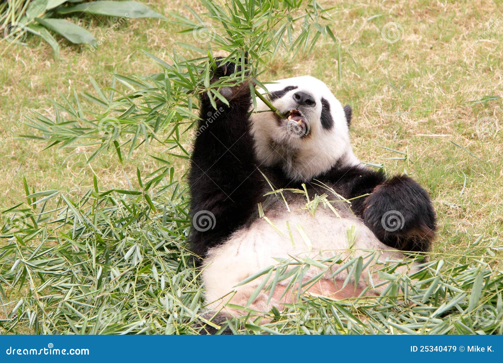 Reuze Panda stock afbeelding. Image of spelen, eten, ronde - 25340479
