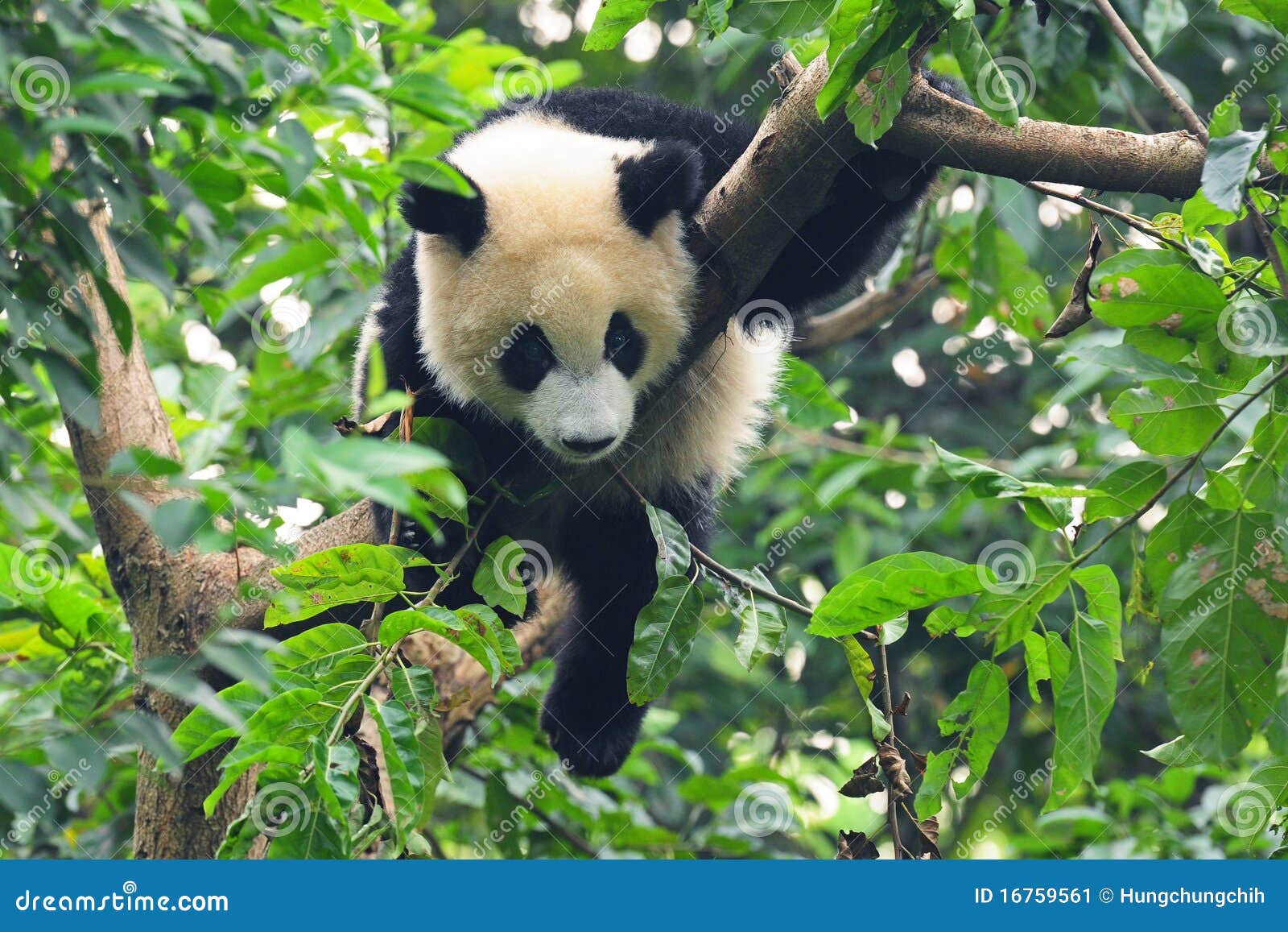 Reuze panda in boom stock afbeelding. Image of wildernis - 16759561