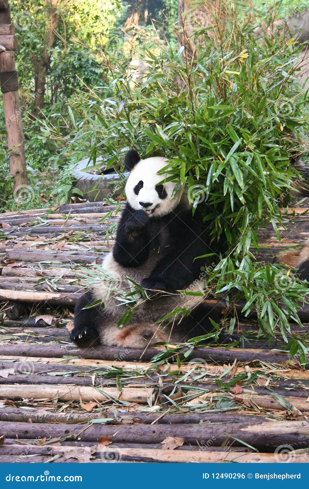 Reuze Panda die Bamboe eet stock foto. Image of reus - 12490296