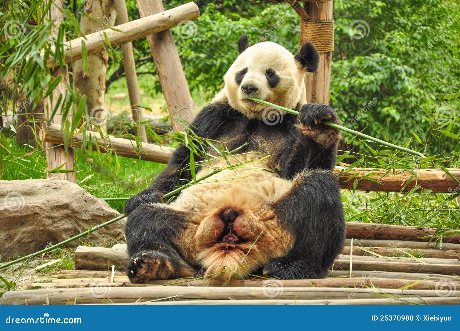 Reuze Panda Die Bamboe Eet. Stock Foto - Image of grappig, leuk: 25370980