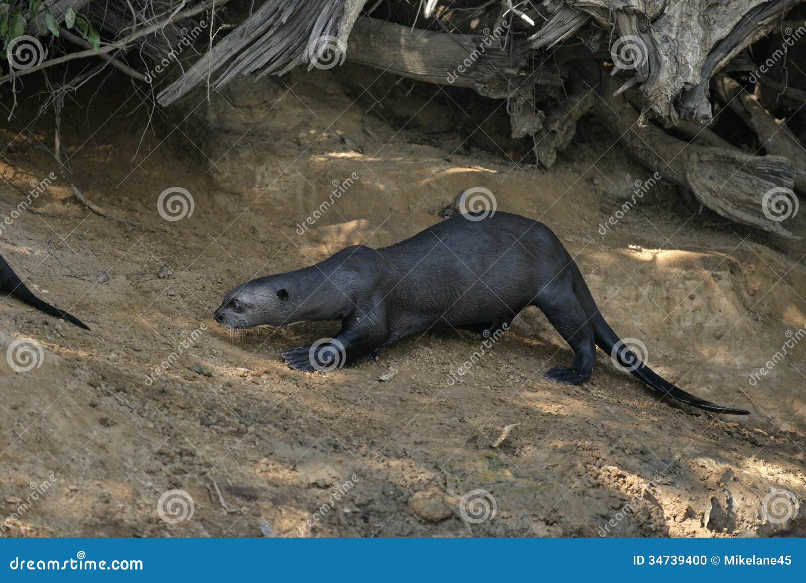 Reuze-rivierotter, Pteronura-brasiliensis Stock Foto - Image of reus ...