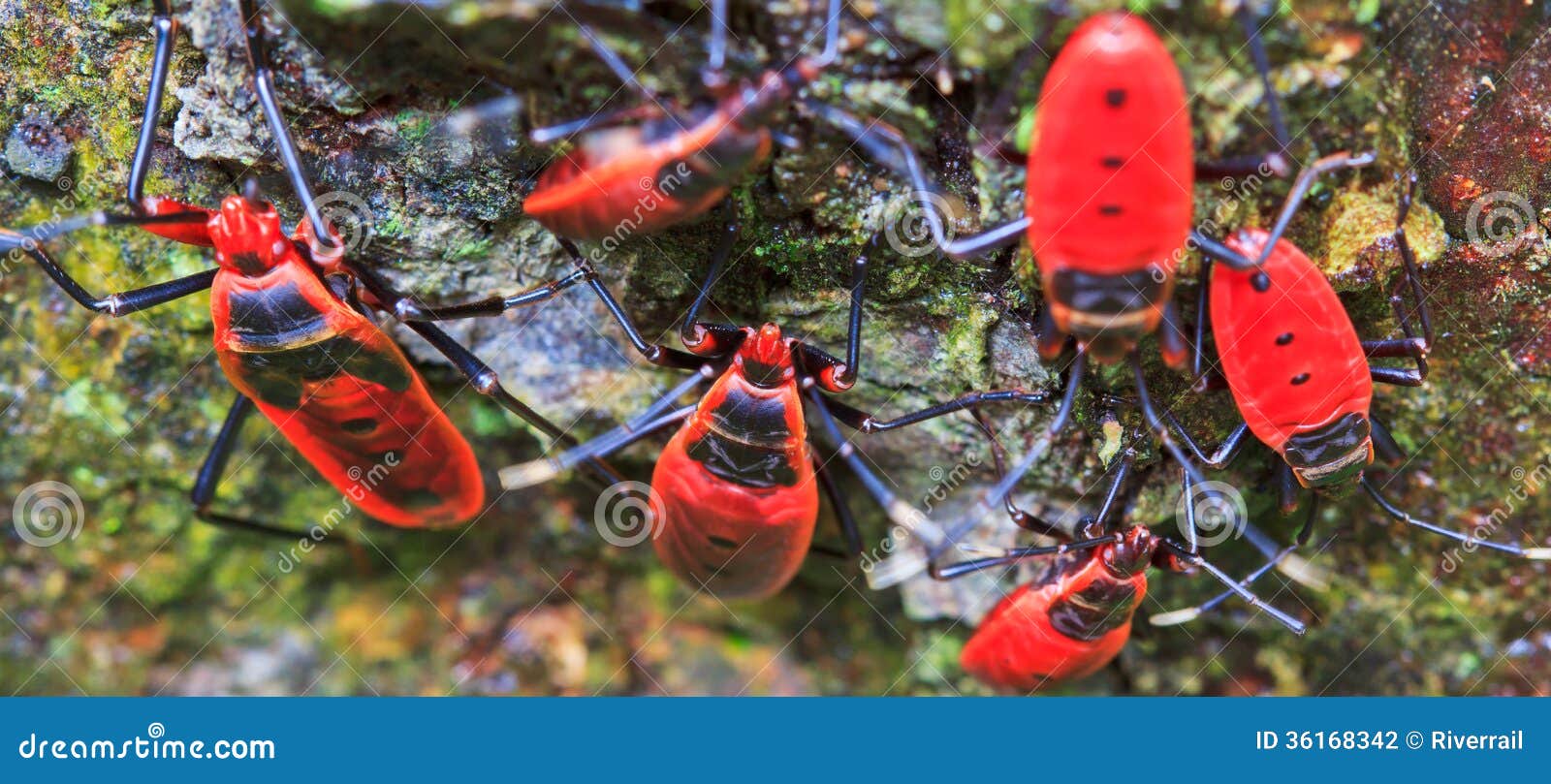 Reuze rood insect stock foto. Image of inzameling, reus - 36168342