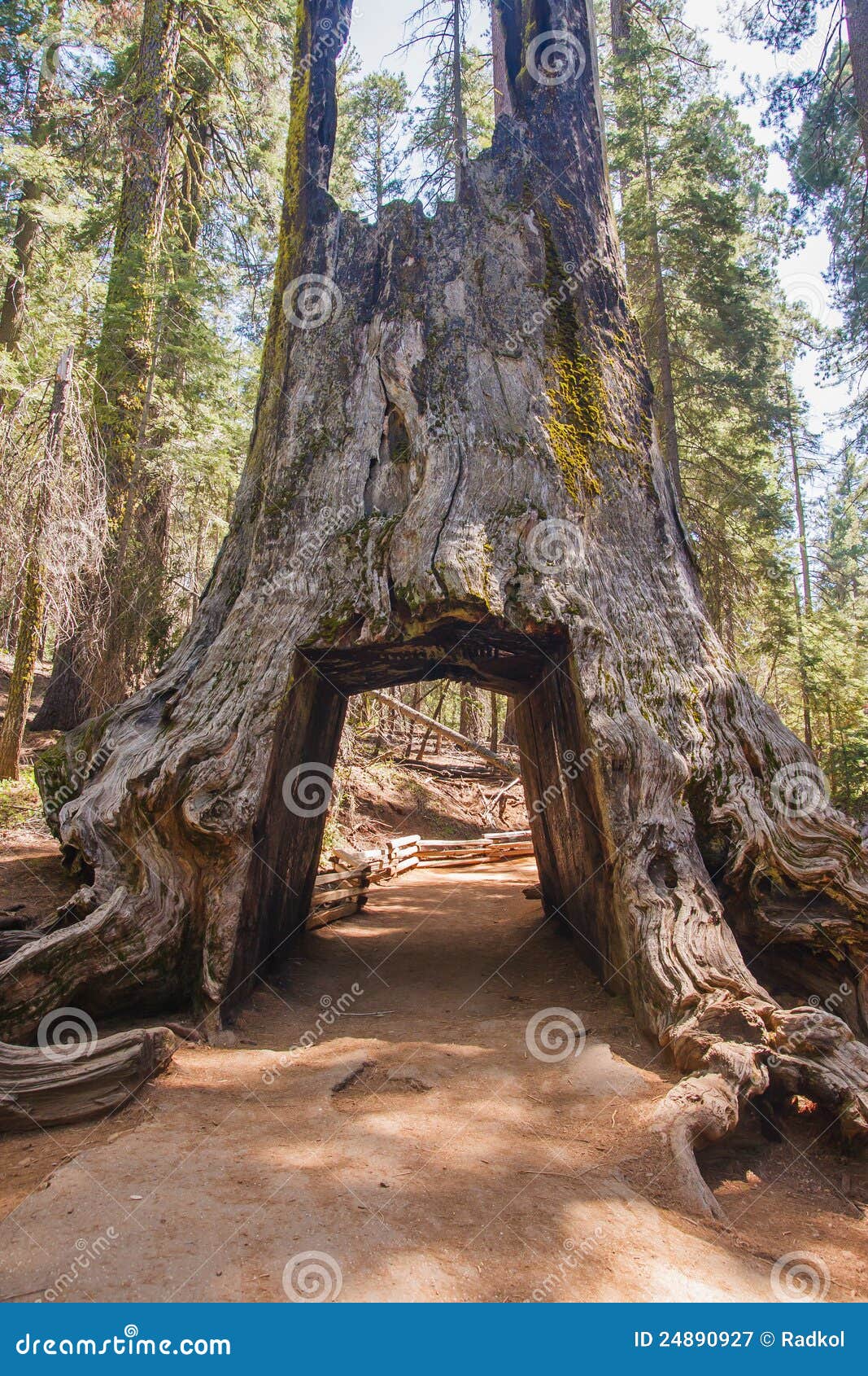 Reuze sequoia stock afbeelding. Image of groot, nave - 24890927