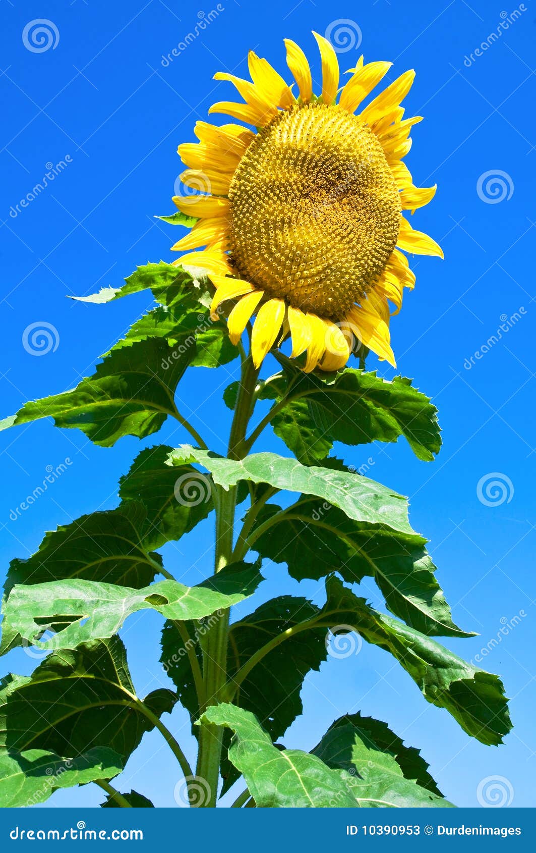 Reuze zonnebloem stock afbeelding. Image of zonnig, kleurrijk - 10390953