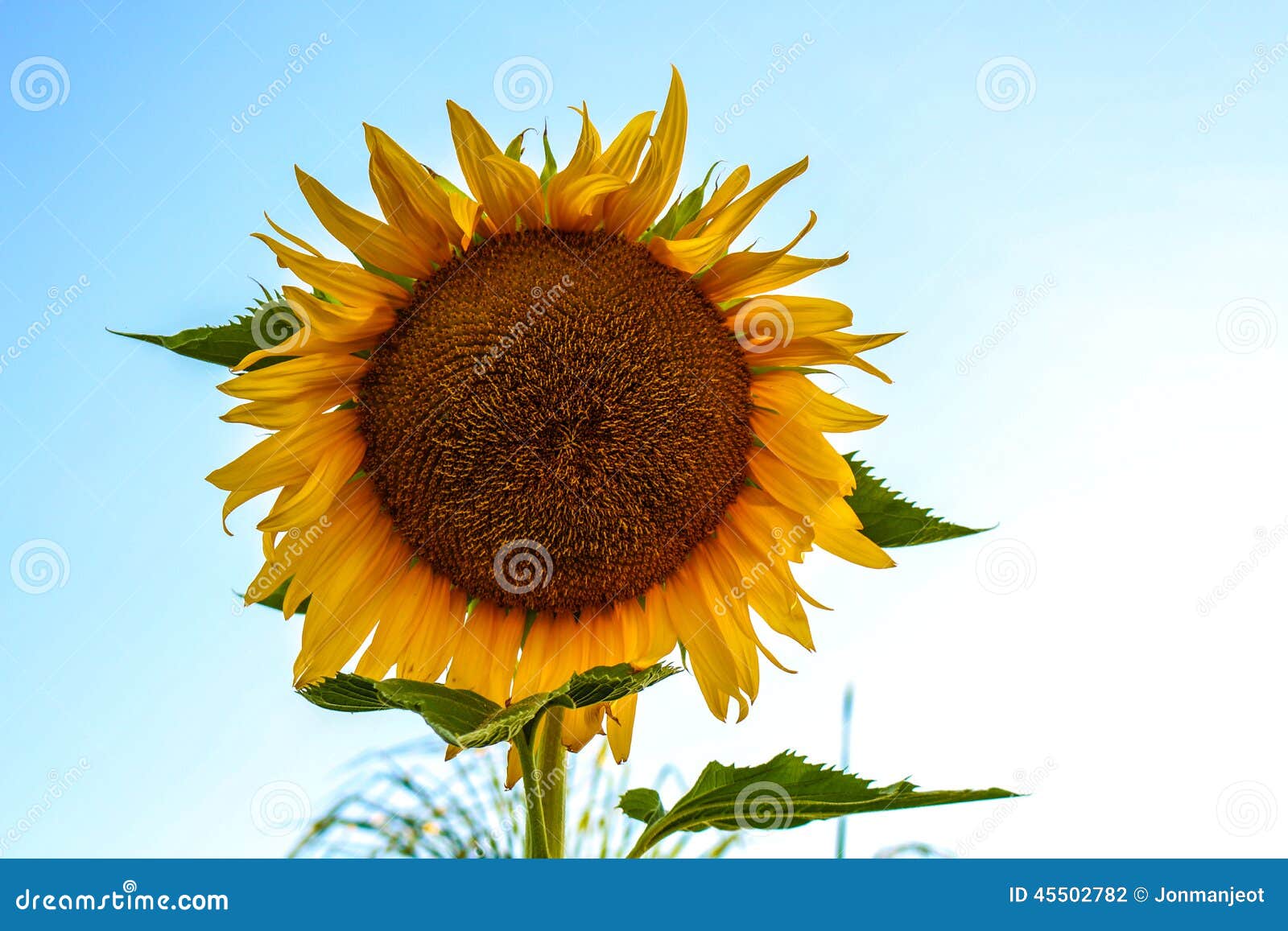 Reuze Zonnebloem stock foto. Image of beeld, installatie - 45502782