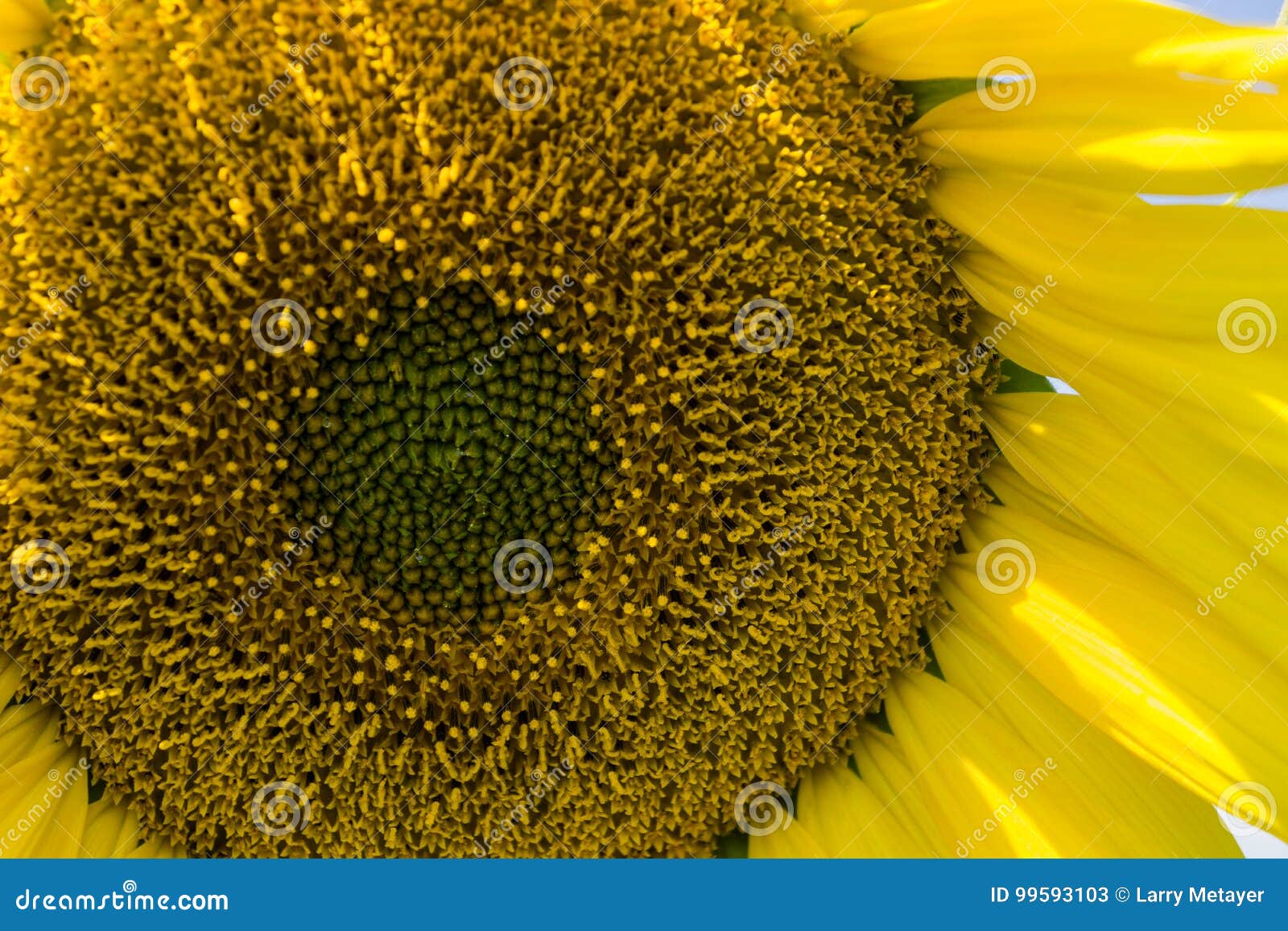 Reuze Zonnebloem stock afbeelding. Image of landschap - 99593103