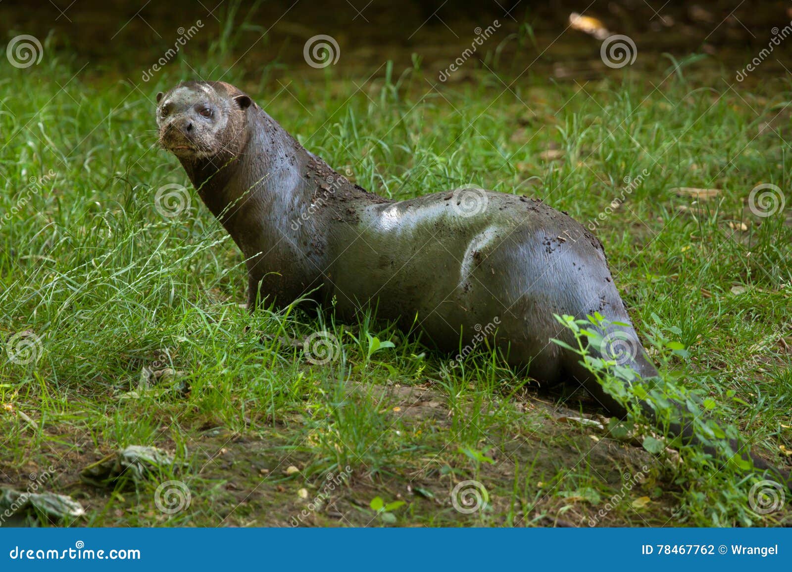 Reuzeotter & X28; Pteronura Brasiliensis& X29; Stock Foto - Image of ...