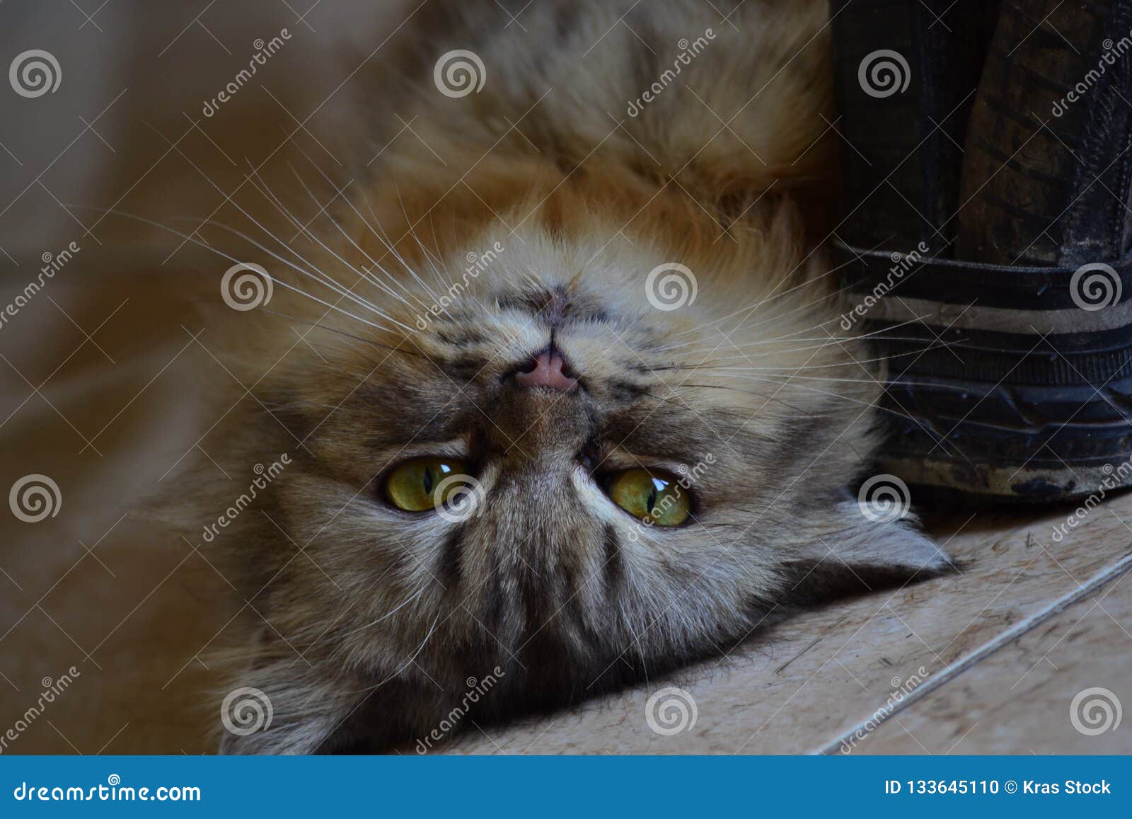 Reverse cat stock photo. Image of mammal, lazy, look - 133645110