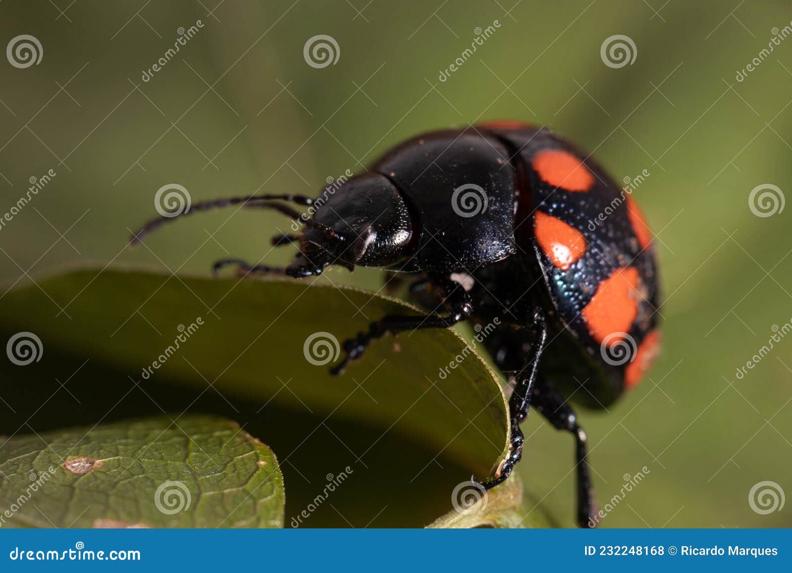 Reverse lady bug stock photo. Image of order, coleoptera - 232248168