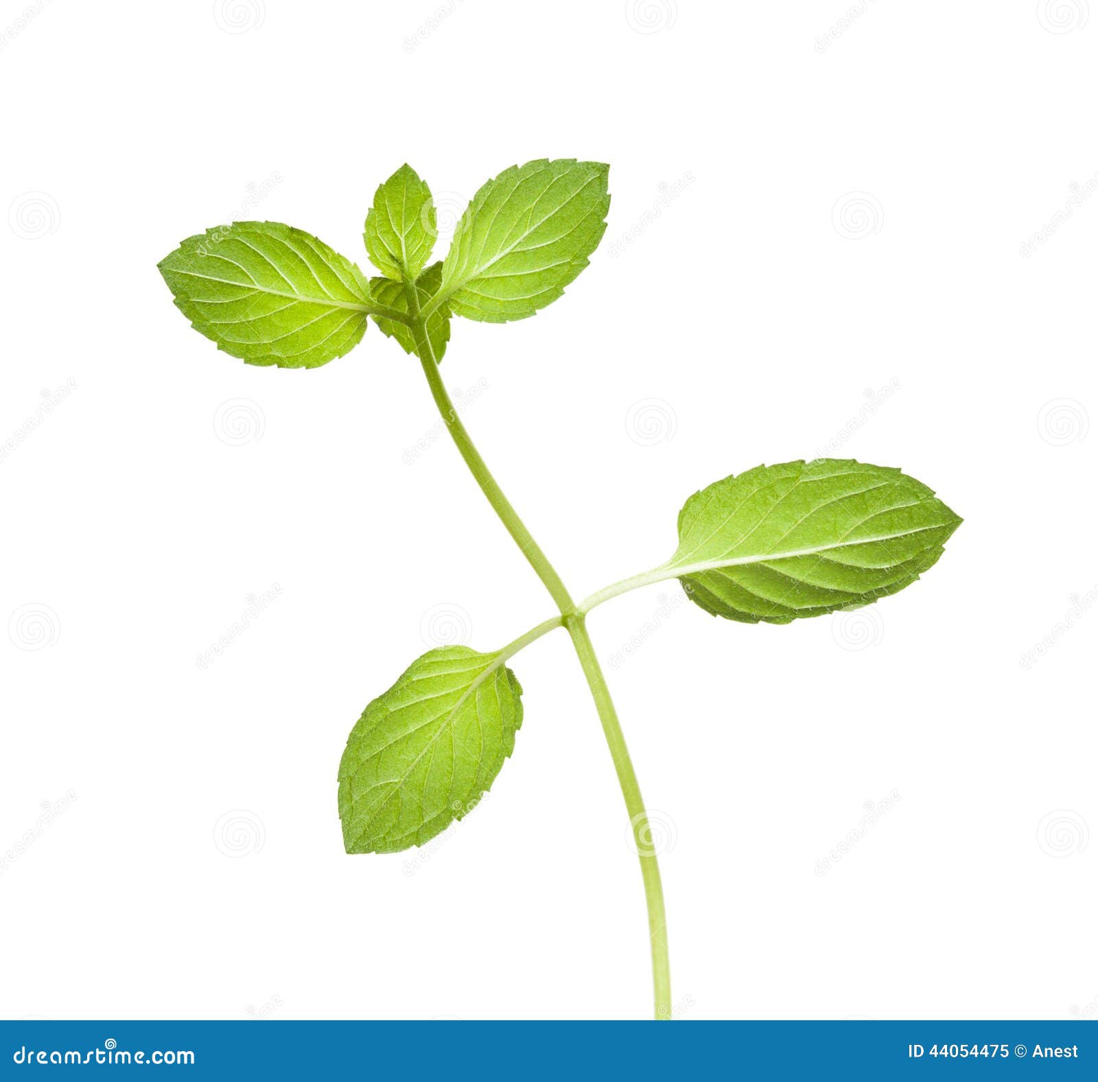 Reverse of peppermint twig stock image. Image of aroma - 44054475