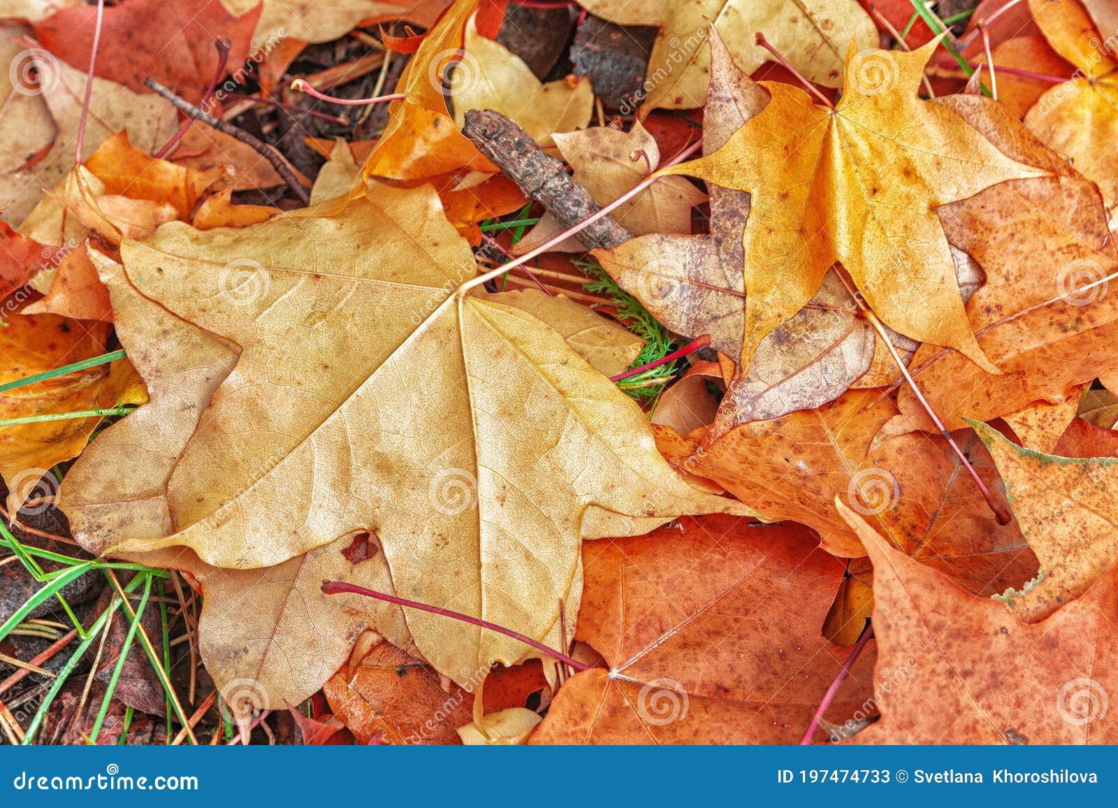 The Reverse Side of a Maple Leaf Fallen in Autumn is Also Very ...