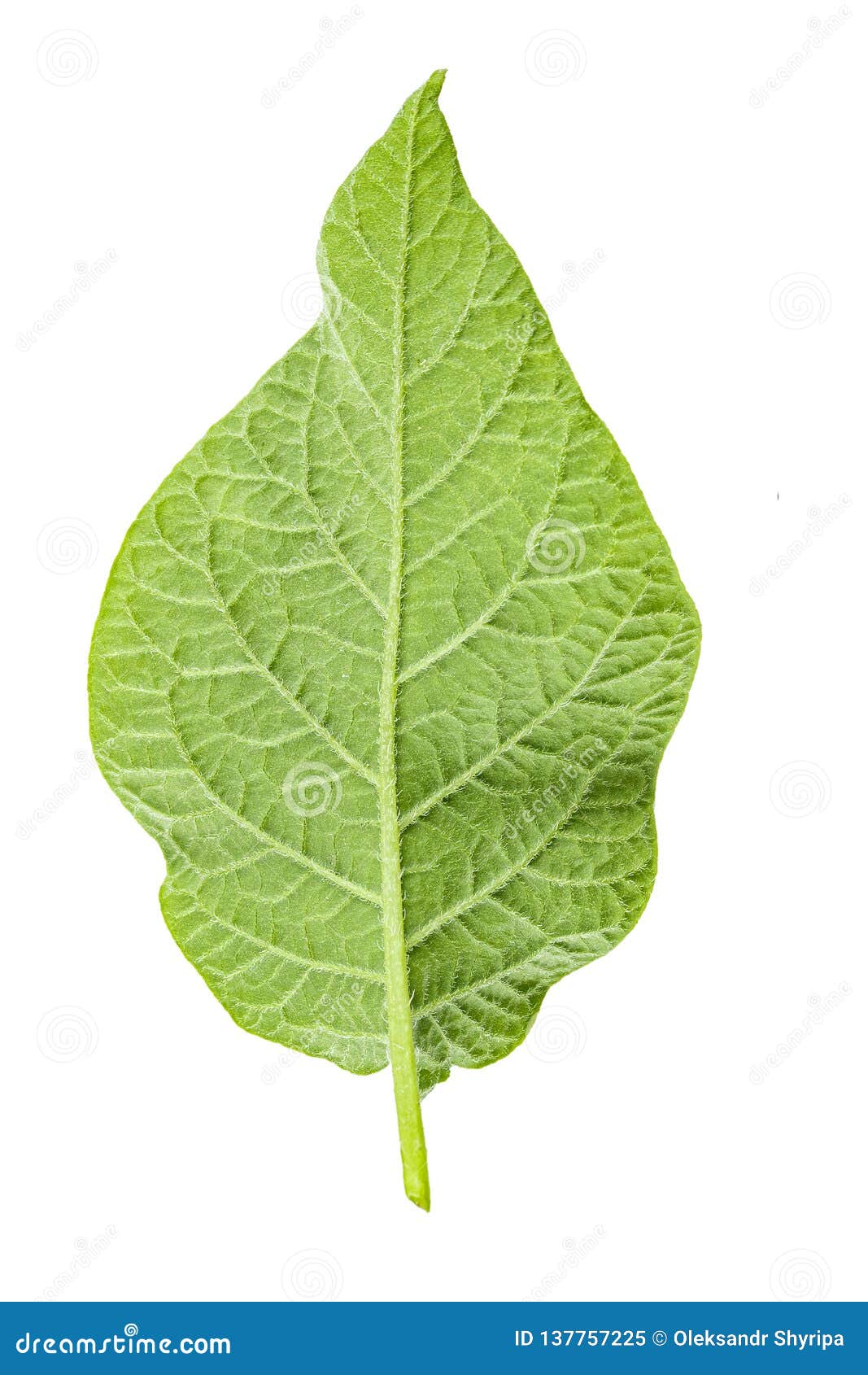 Reverse Side of Potato Leaf Stock Image - Image of growing, cultivated ...