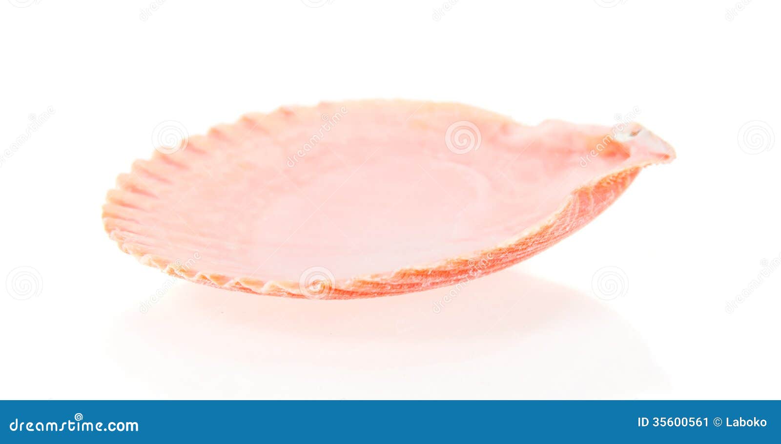Reverse Side Seashell Close Up Stock Image - Image of object, conch ...