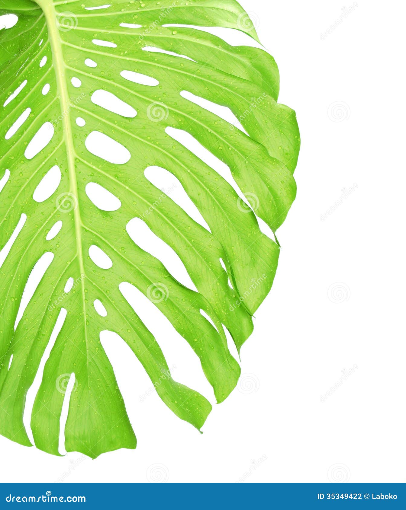 Reverse Side of Tropical Leaf Close Up Stock Photo - Image of green ...
