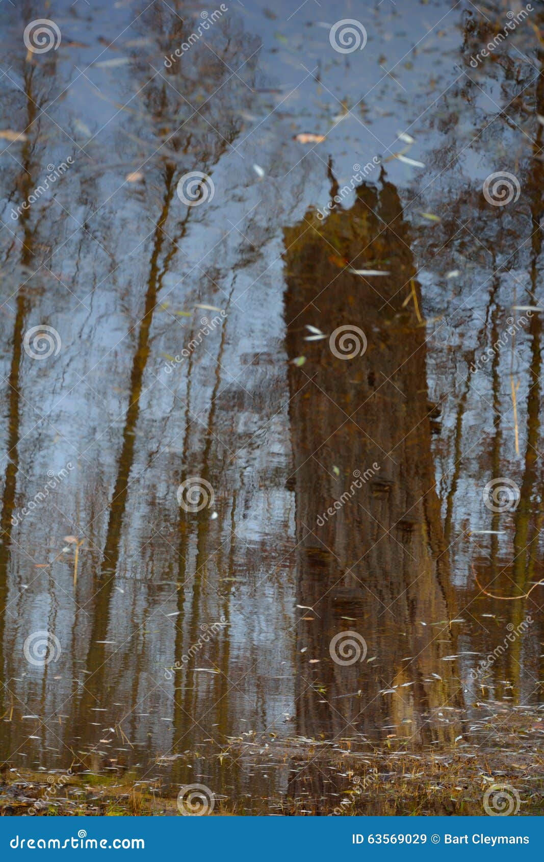 Reversed Image: Reflection of Trees in a Pool of Water Stock Image ...