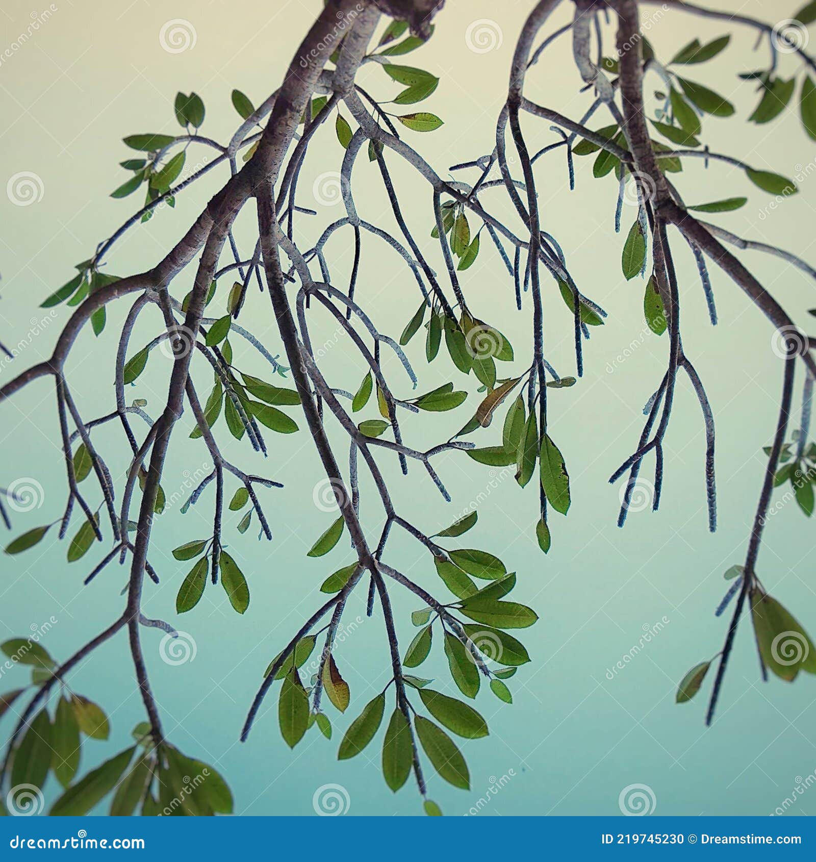 Reversed Tree Branches stock photo. Image of herb, produce - 219745230