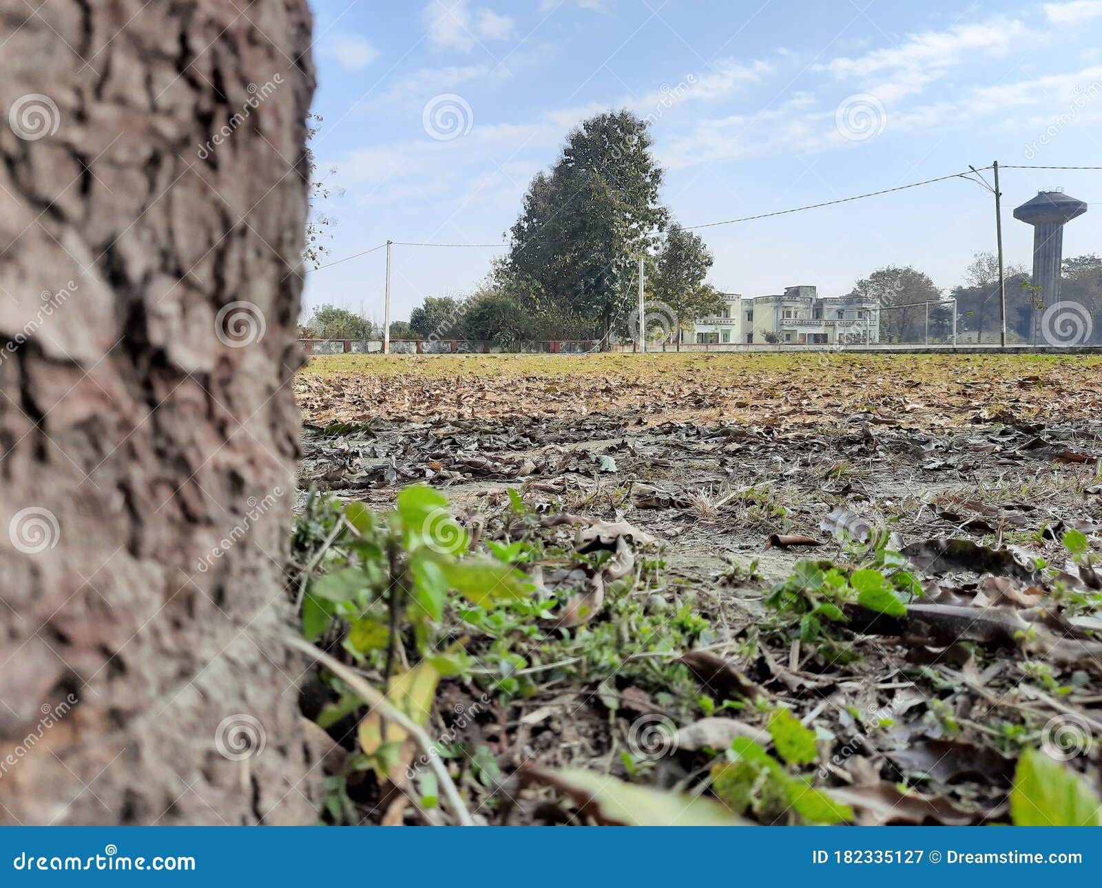 Review from Side Root of Tree Clouds Trees Plane Greenery Stock Image ...