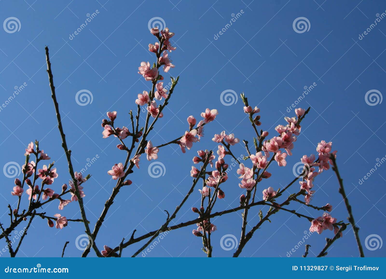 Revival stock image. Image of renaissance, bloom, birth - 11329827