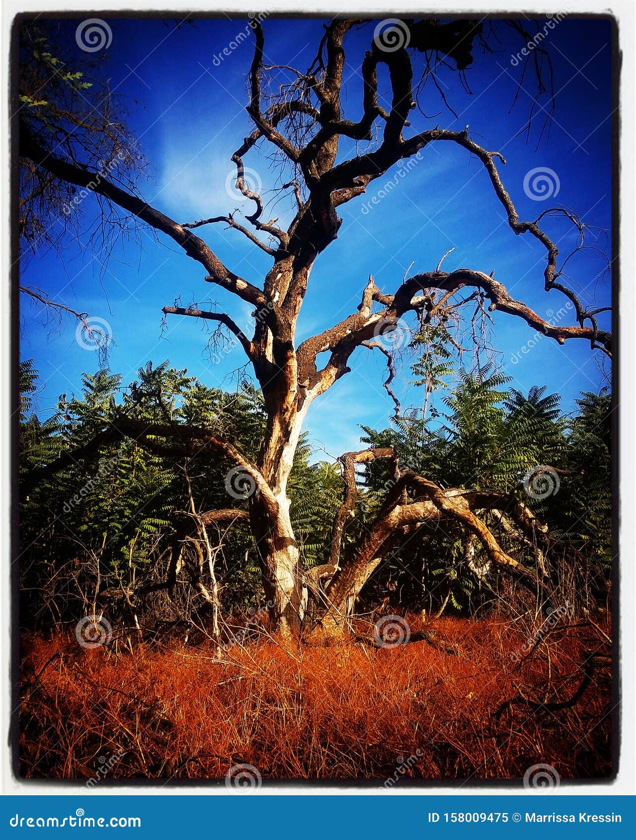 Revive stock image. Image of tree, revive, summer, nature - 158009475