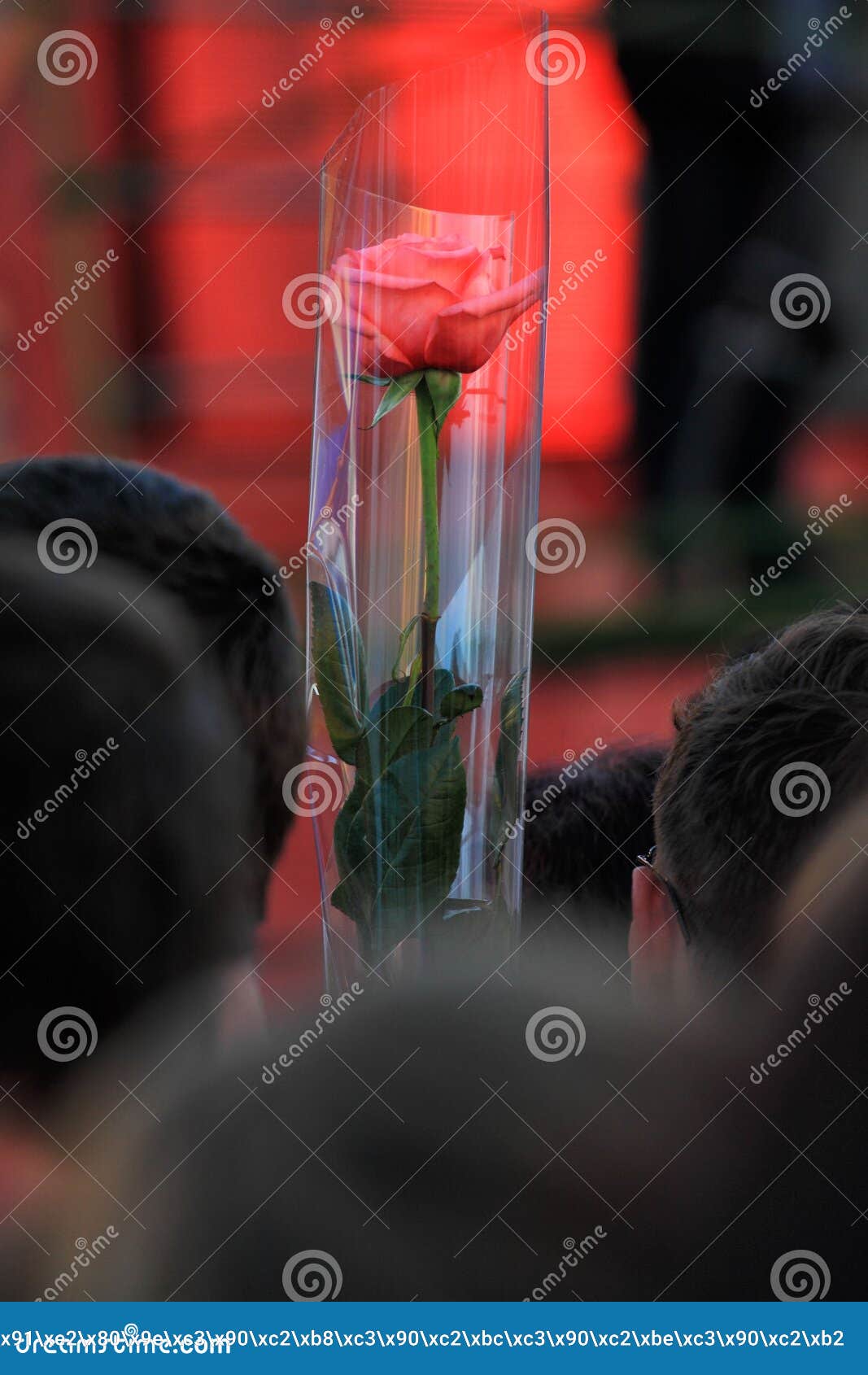 Revolution of red roses stock image. Image of florals - 51800767