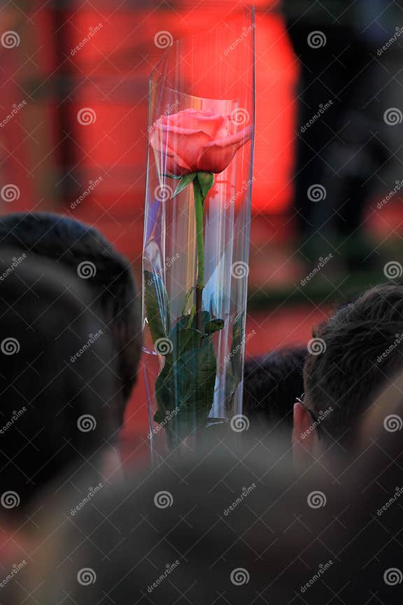 Revolution of red roses stock image. Image of florals - 51800767