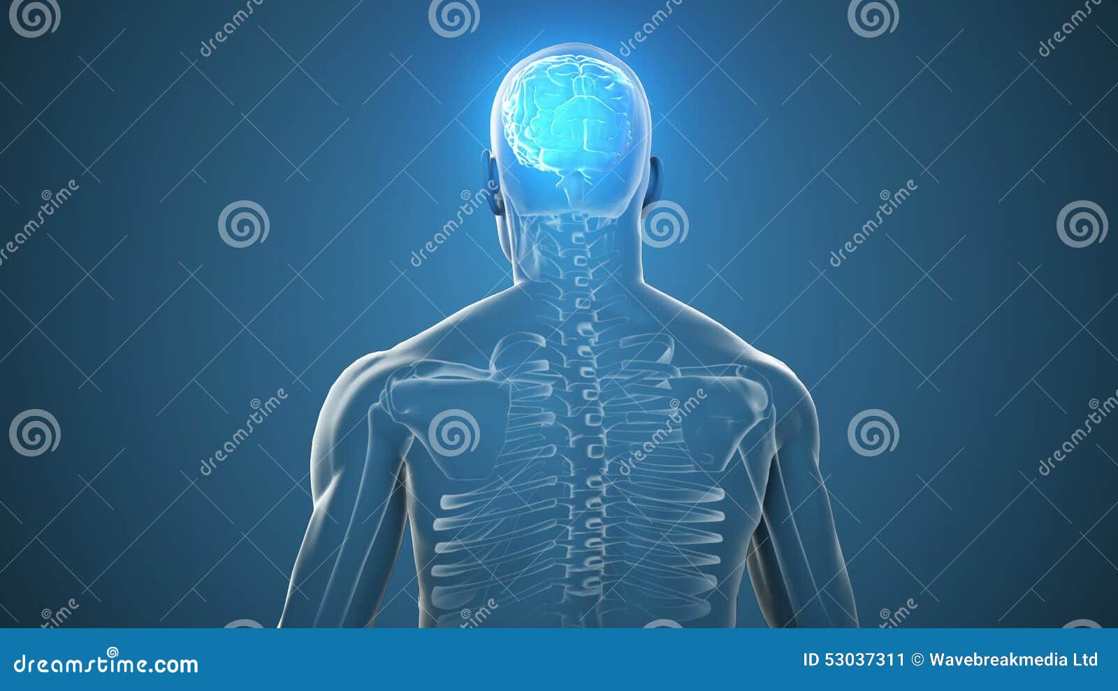 Revolving Body with Visible Brain and Skeleton Stock Video - Video of ...