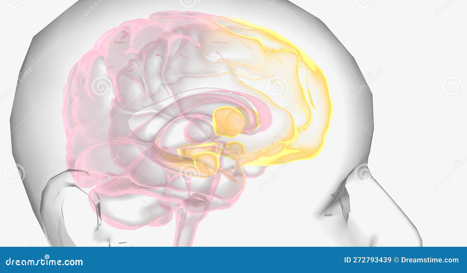 Reward Pathway in the Brain Stock Illustration - Illustration of ...