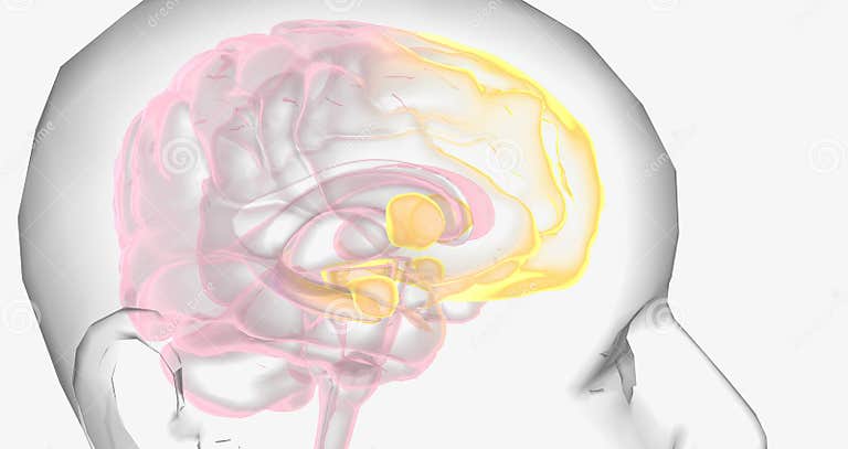 Reward Pathway in the Brain Stock Illustration - Illustration of ...
