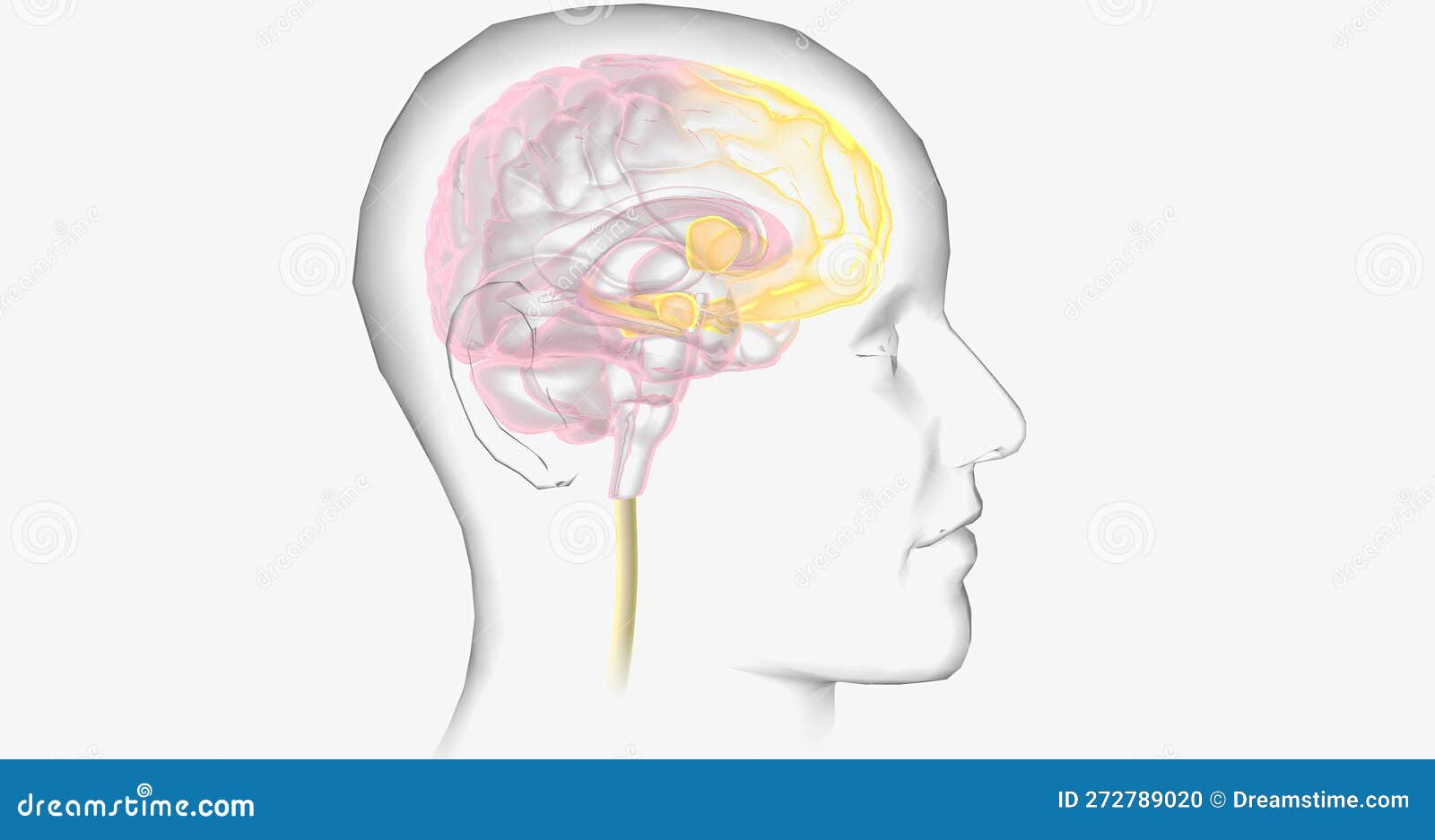 Reward Pathway in the Brain Stock Illustration - Illustration of ...