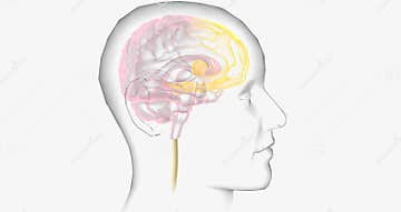 Reward Pathway in the Brain Stock Illustration - Illustration of ...