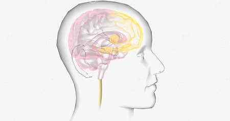 Reward Pathway in the Brain Stock Illustration - Illustration of ...