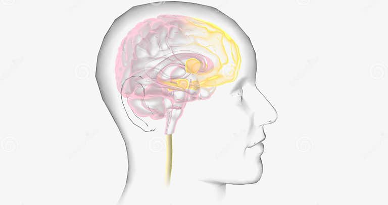 Reward Pathway in the Brain Stock Illustration - Illustration of ...