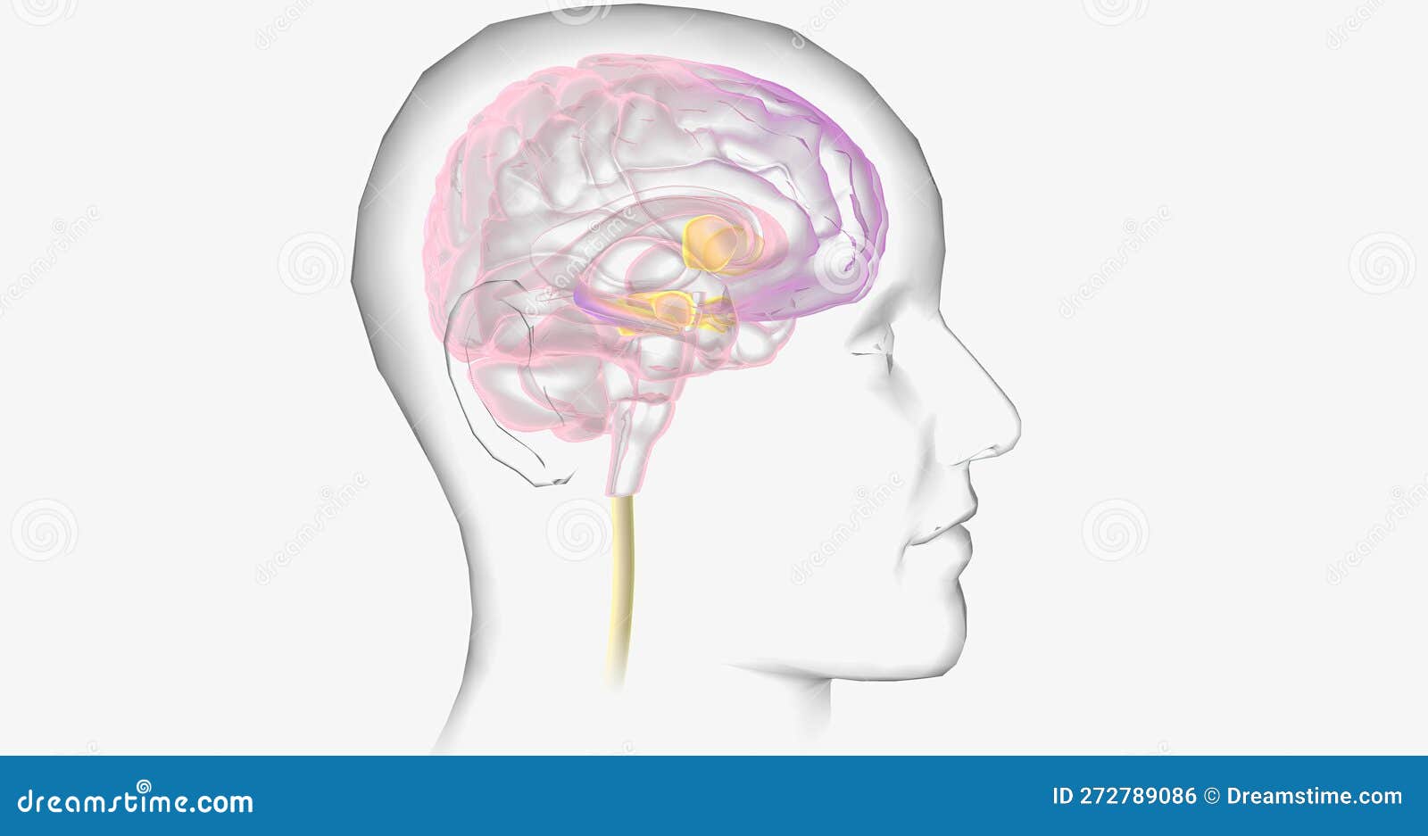 Reward Pathway in the Brain Stock Illustration - Illustration of ...
