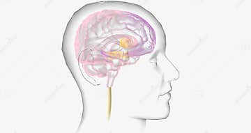 Reward Pathway in the Brain Stock Illustration - Illustration of ...