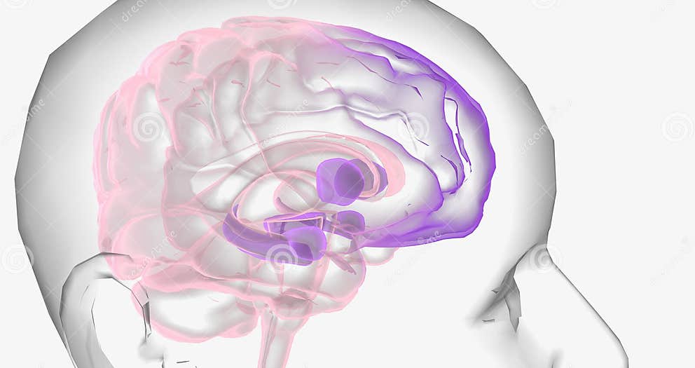 Reward Pathway in the Brain Stock Illustration - Illustration of ...