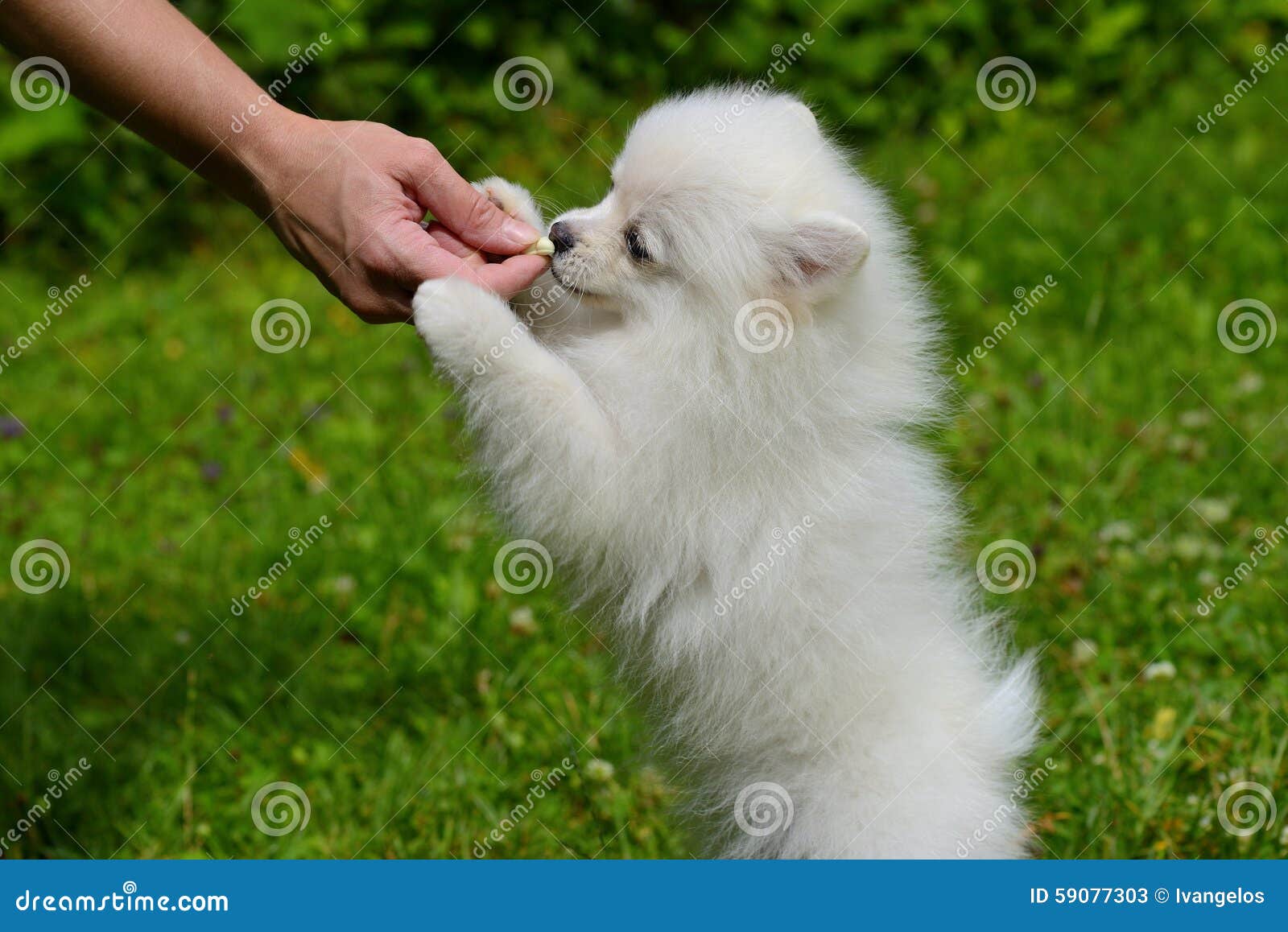 Rewarding Puppy for Good Behavior. Stock Image - Image of giving, green ...